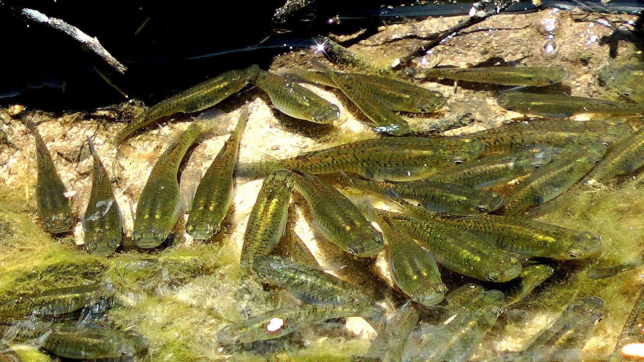Small fish crowding together at shallow pond’s edge - YouTube