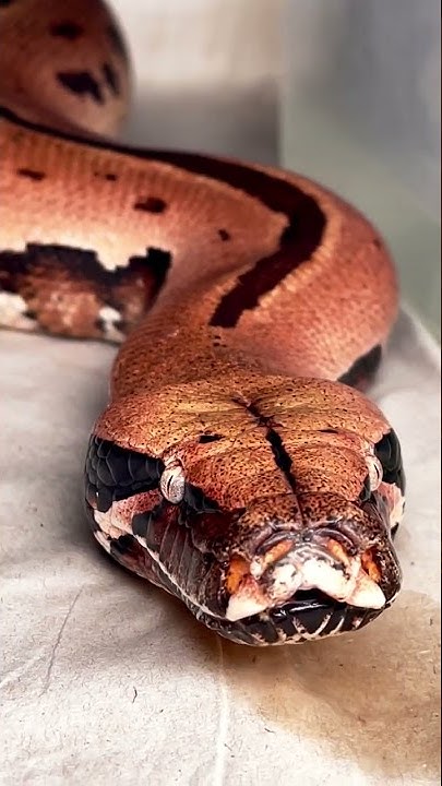 Goldeneye Blood Python (Closeup) - YouTube