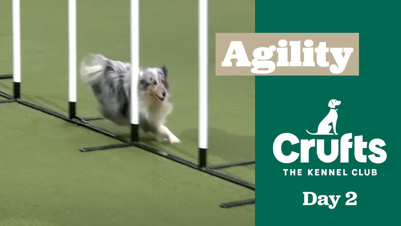 Agility - Crufts Singles Heat - S/M/I/L - Part two | Crufts 2025 - YouTube