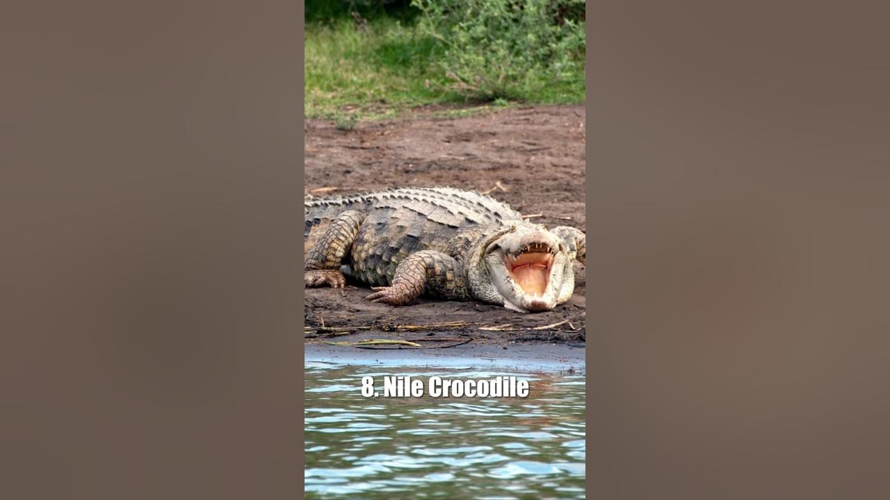 Top 10 Largest and Deadliest Reptiles in the World #animals #wildlife # ...