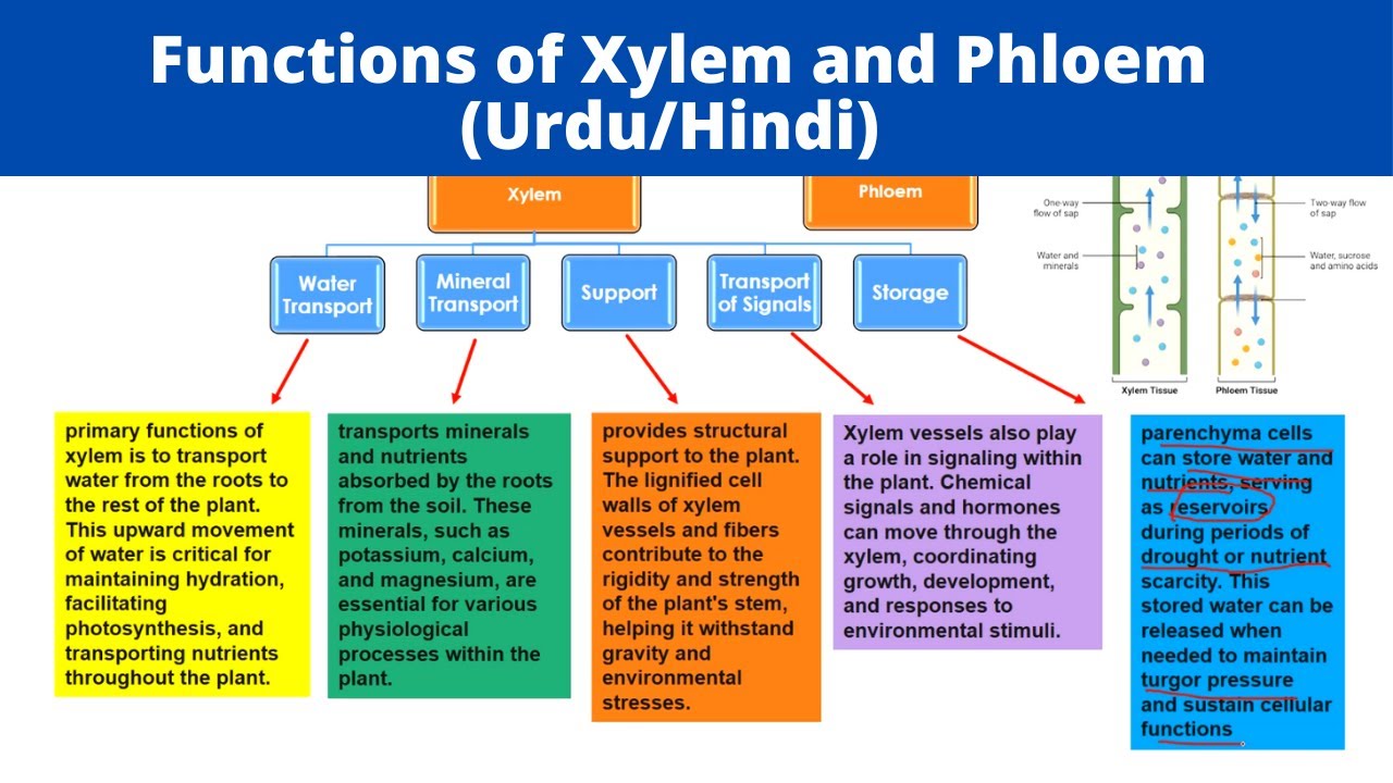 Functions of Xylem and Phloem in Urdu/Hindi | Vasculat Tissues in ...