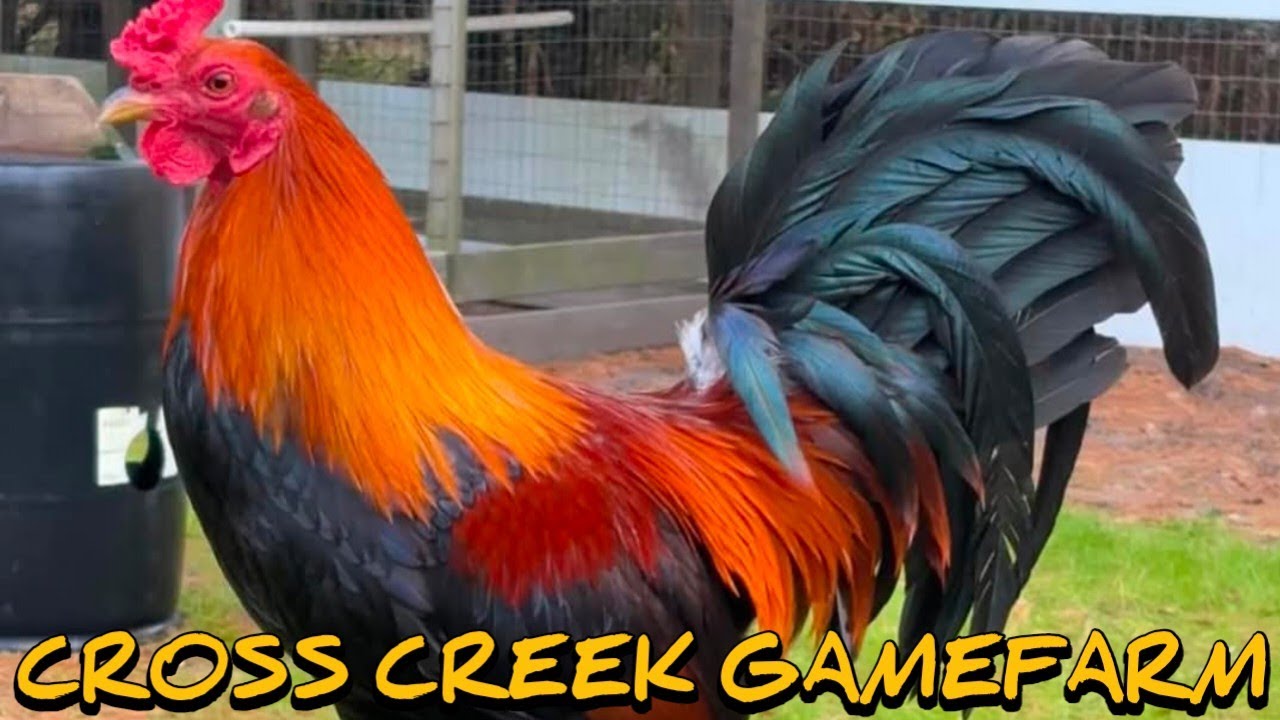 Sweater Melsims Roundhead - CROSS CREEK FARM - YouTube