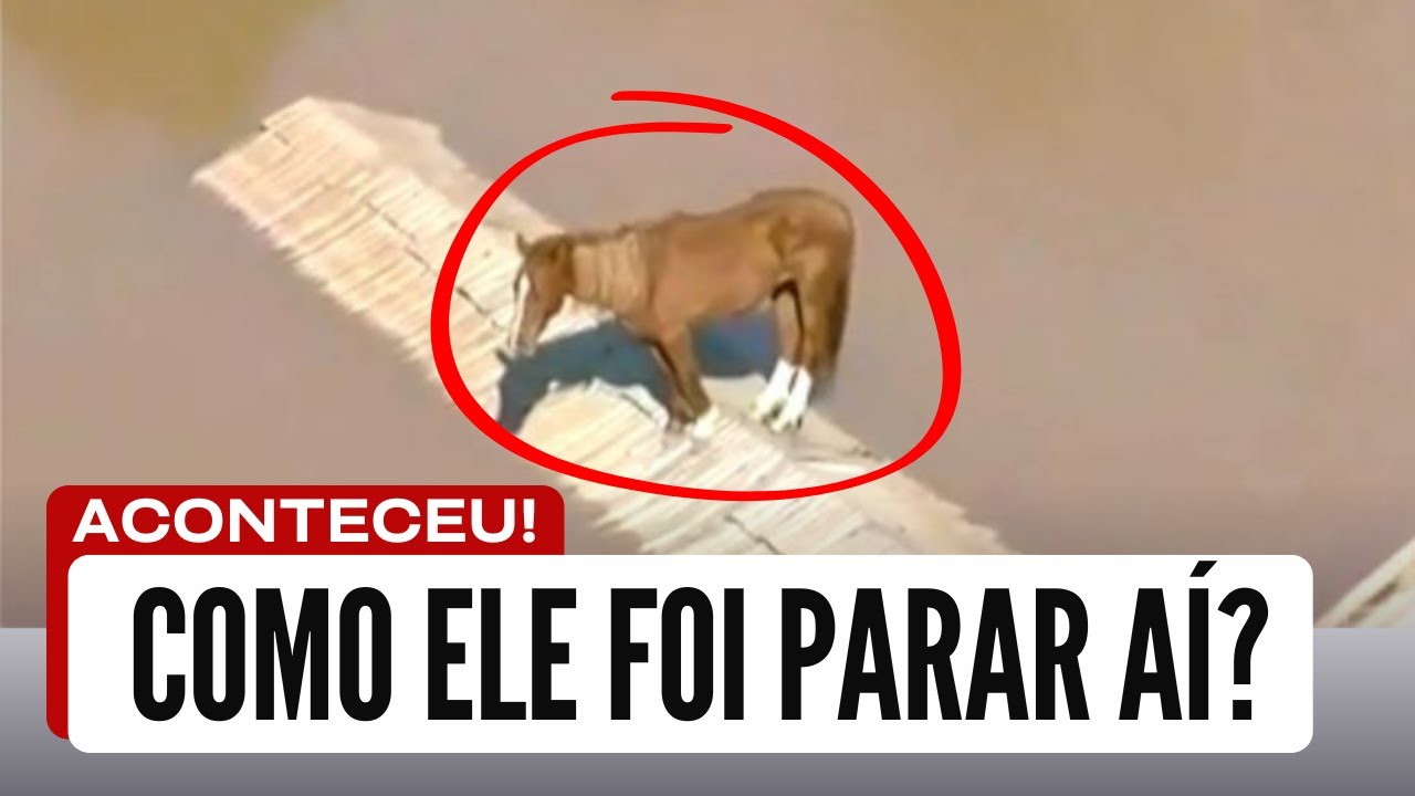Incrível Resgate: Cavalo Sobrevive a Enchente ao Subir no Telhado de ...