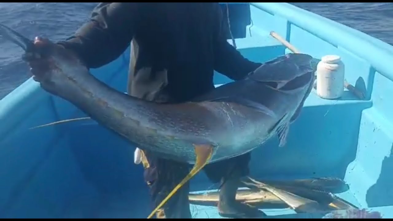 Pesca extrema de atún a mano en bote (pescando atún) - YouTube