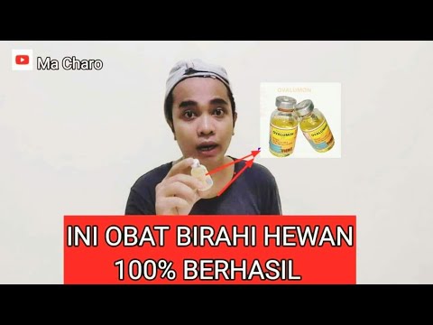 Obat Birahi Untuk Hewan