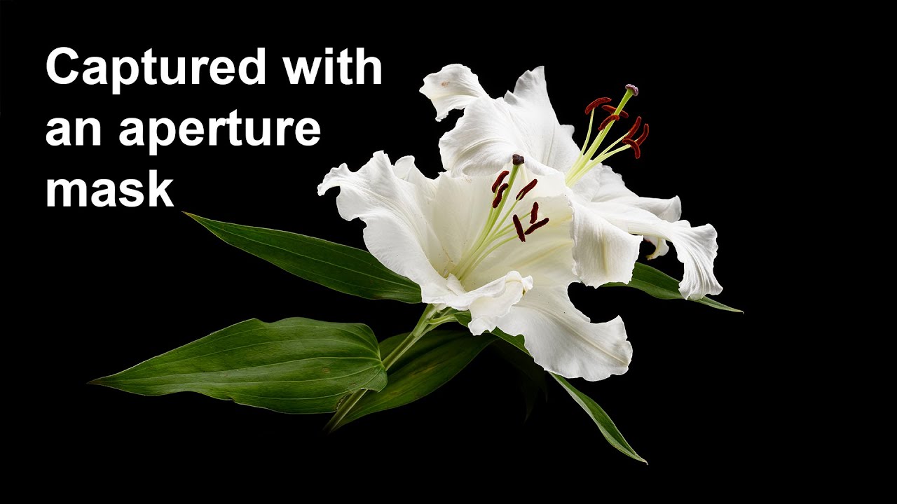 Backlit macro photography with black background - YouTube