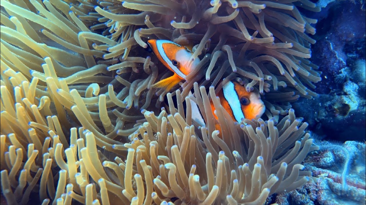 Amazing diving Philippines - YouTube