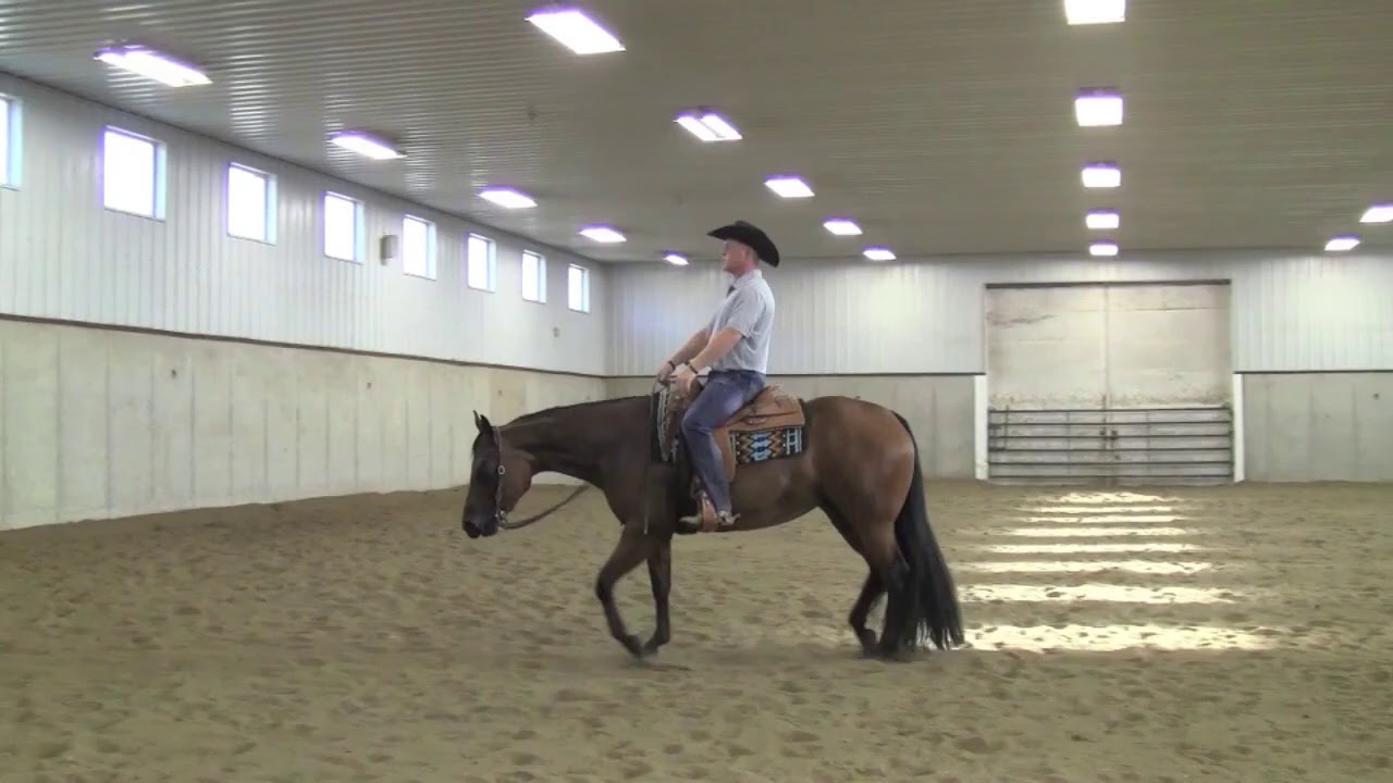 BATTMANS PLUS ONE - 2017 AQHA/APHA SHOW MARE BY BATT MAN - YouTube