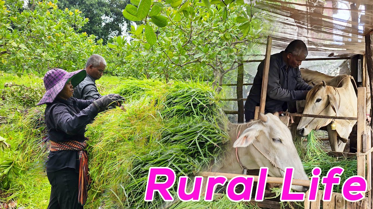 Daily Life in Natural Village Harvest grass for Cow Rural Life - YouTube