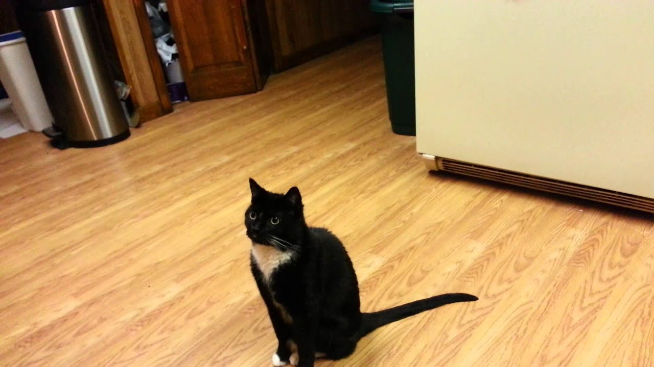 Groundhog Cat Standing Up - Funny Pets - YouTube