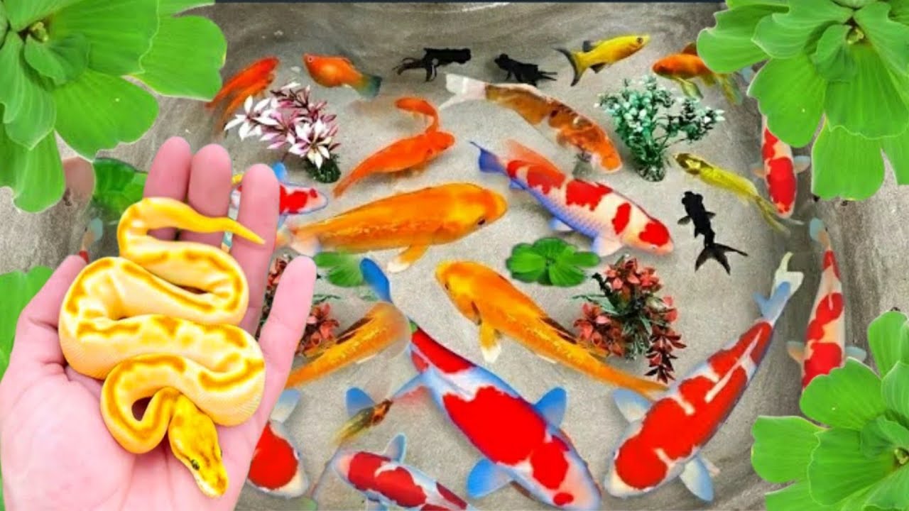 Wow Amazing Catching Colorful Catfish InCave, Mini Neon Tetra Fish ...