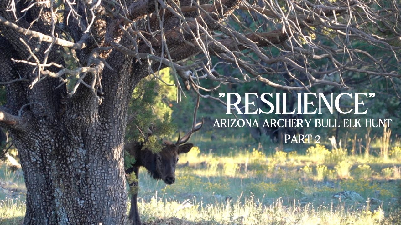 "Resilience" Arizona Archery Bull Elk Hunt Part 2 (2023)/Caceria De ...
