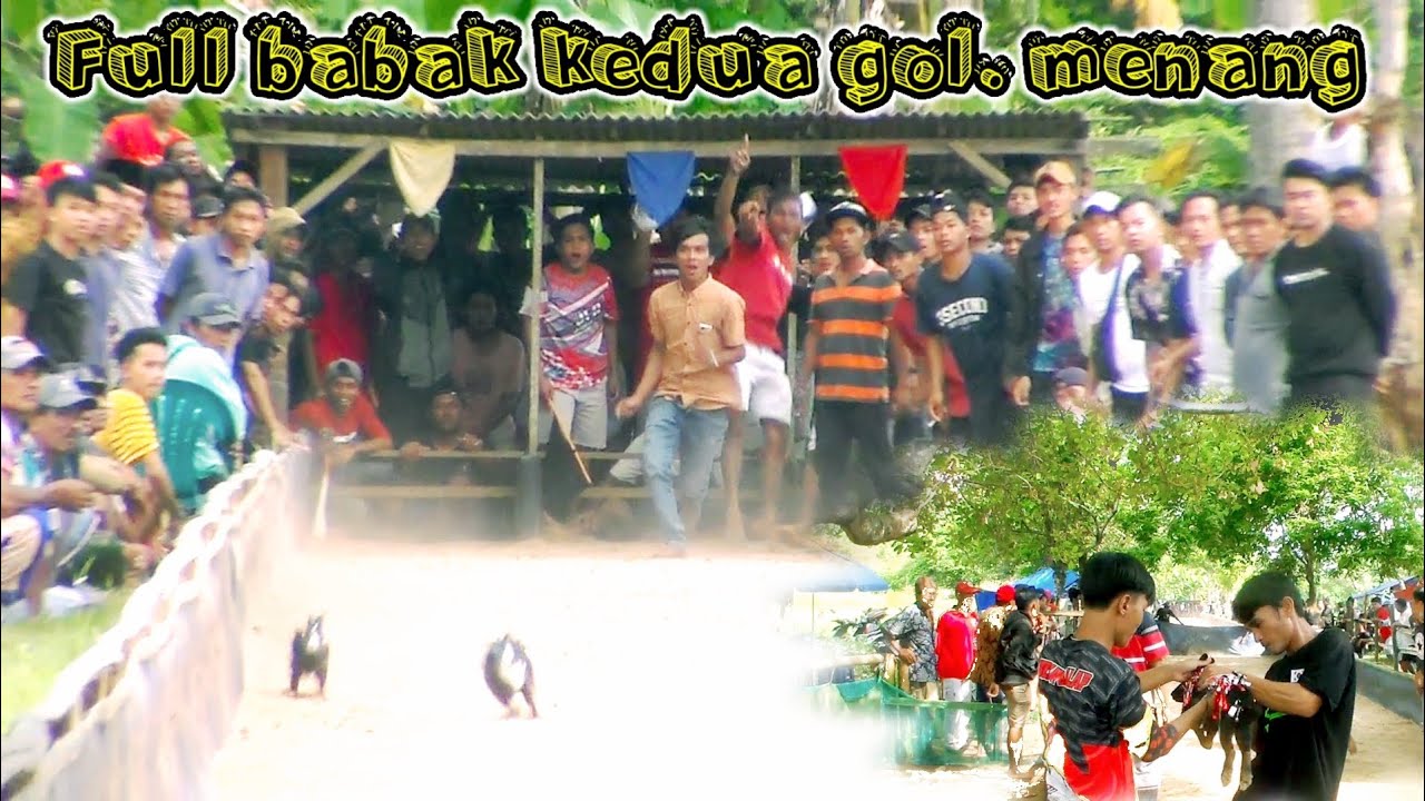 ( KERAPAN KELINCI ) Kerapan kelinci di lapangan campor Bangkalan..!!! - YouTube