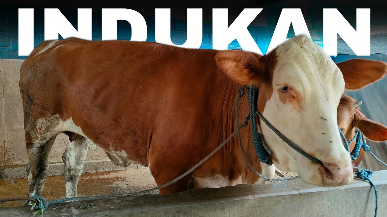 TIPS MUDAH CARA MERAWAT SAPI INDUKAN AGAR CEPAT BUNTING - YouTube