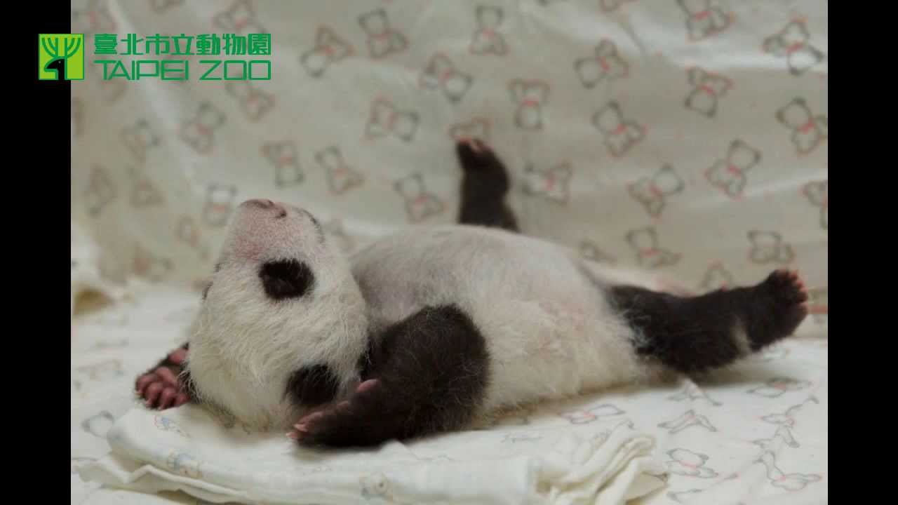圓仔說週末我要睡到自然醒啦！Giant Panda Cub Said Don't Wake Me Up On The Weekend ...