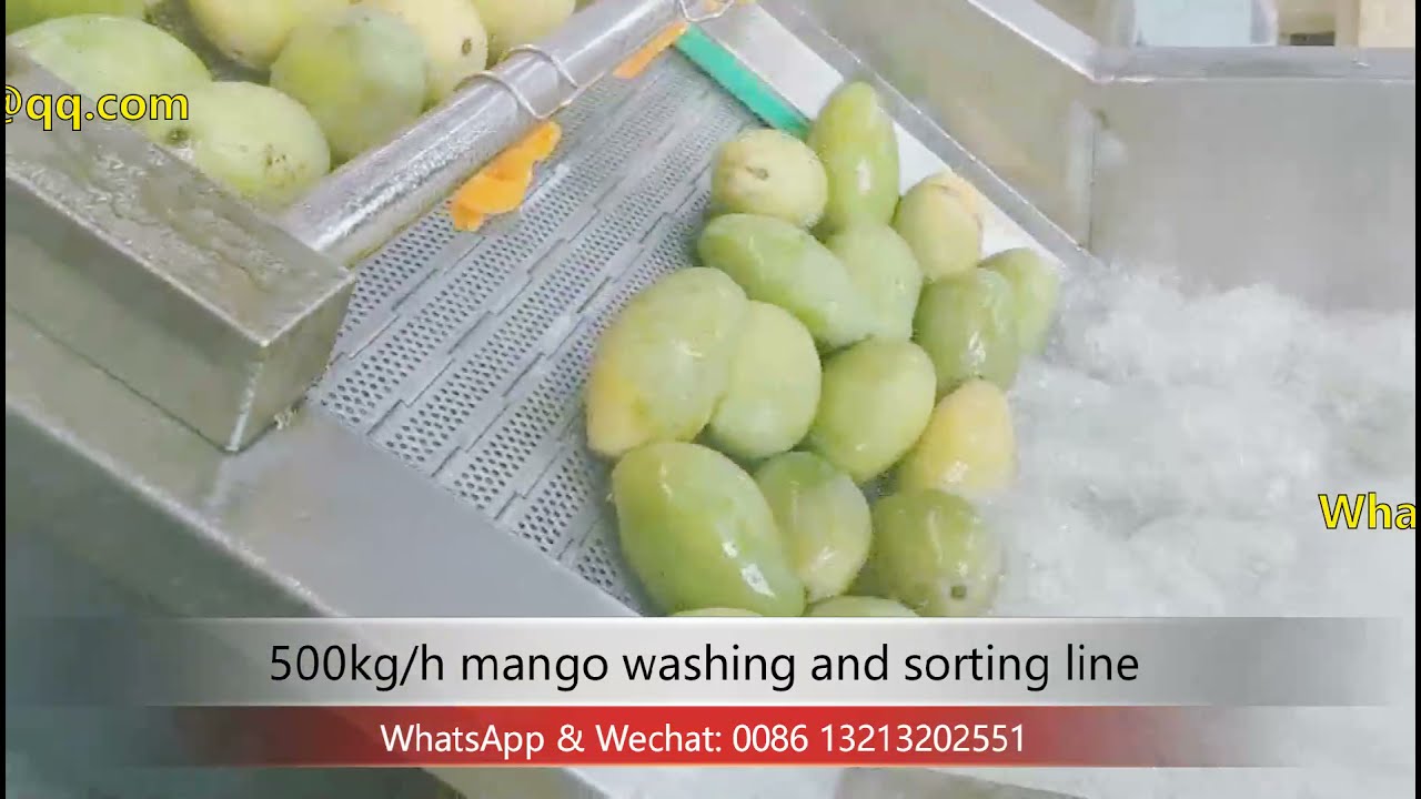 500kg/h mango washing cooling sorting drying and packing line, mango ...