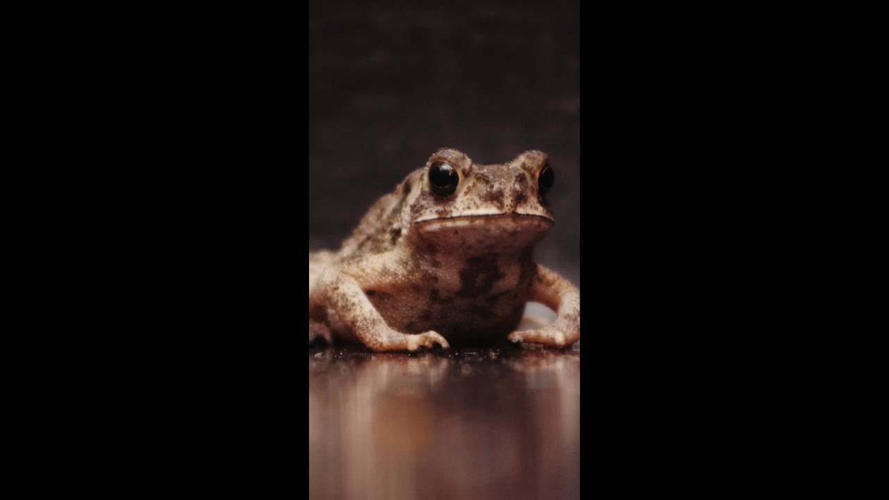 Frog - YouTube