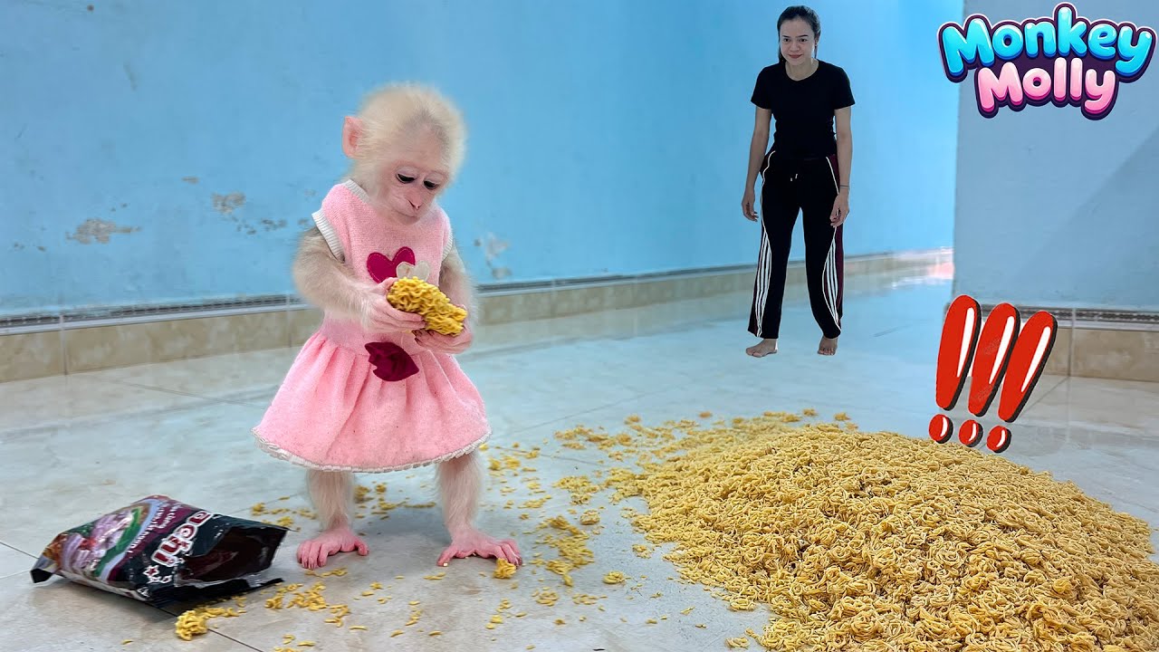 How will sister react when baby monkey Molly naughty with instant ...