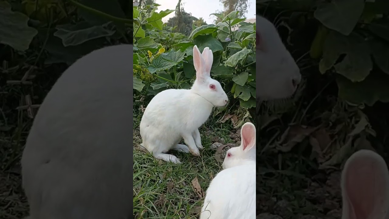 Best Bottoms in the world || Cute Rabbit in our garden || Rabbit - YouTube