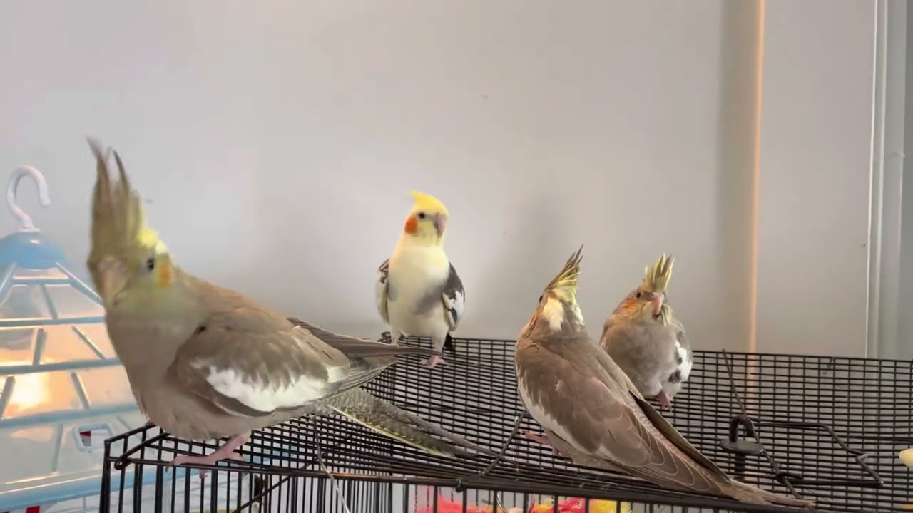 Crazy Lucy Cockatiel | She Excited To Be Free - YouTube