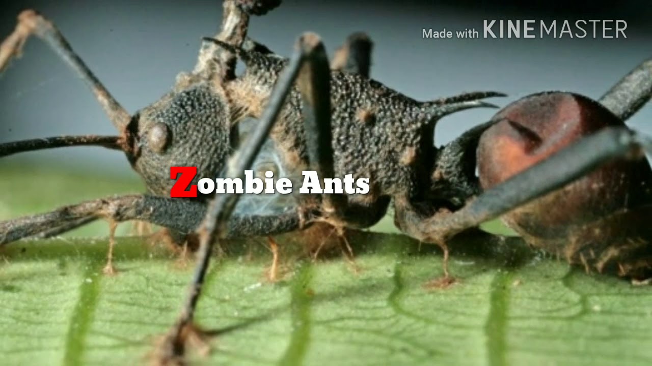 Zombies are real ( With proof ). - YouTube