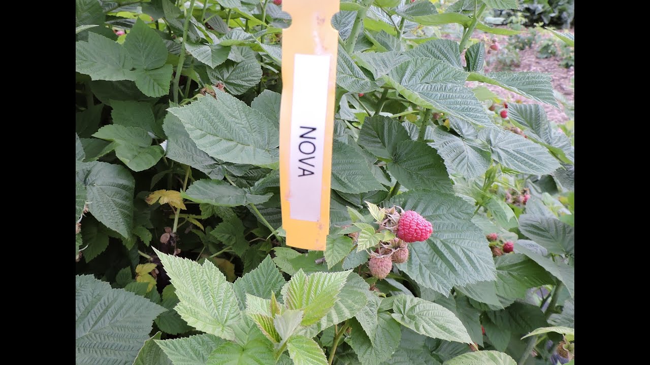 Nova Red Raspberry Second Year Floricane Fruit Ripening - YouTube