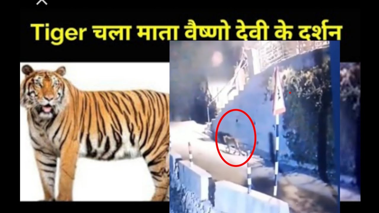 Tiger at VAISHNO DEVI - YouTube