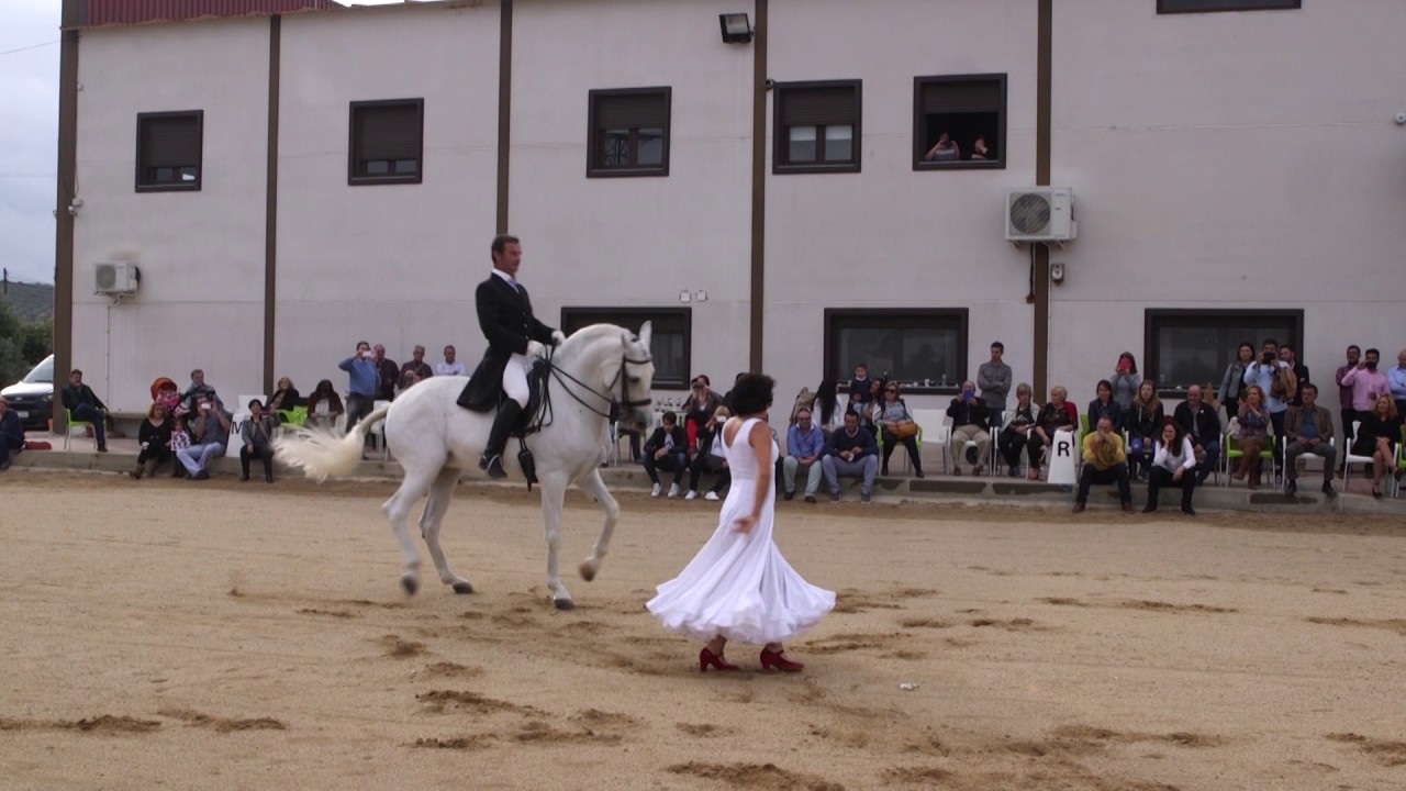 Espectáculo de Baile con Caballo - YouTube