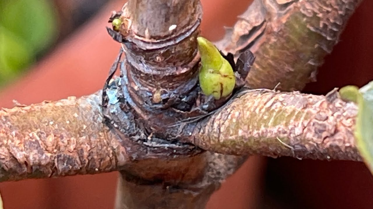 Notching a Fiddle Leaf Fig Tree with progress - YouTube