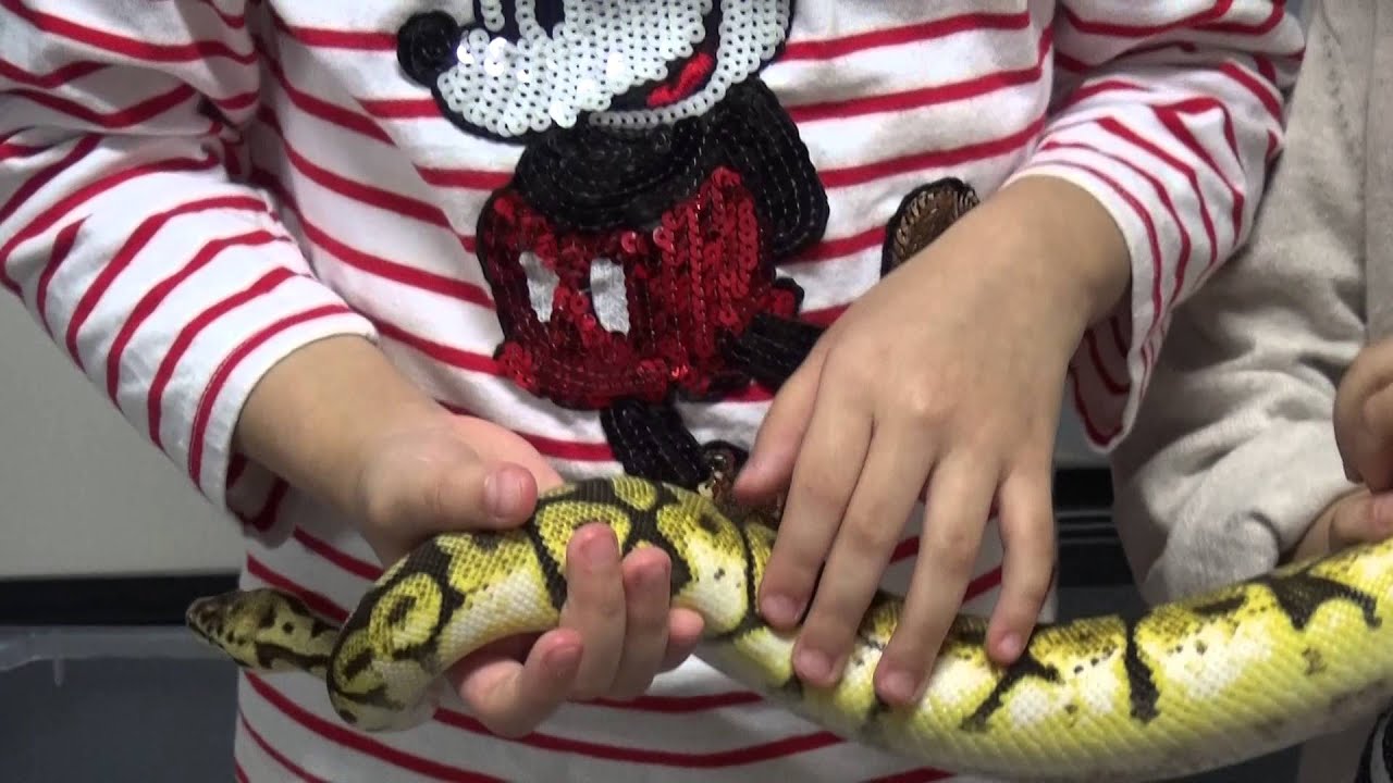 Ball Python Bumblebee snake / 범블비 볼파이톤 모프 / 애완뱀 - YouTube