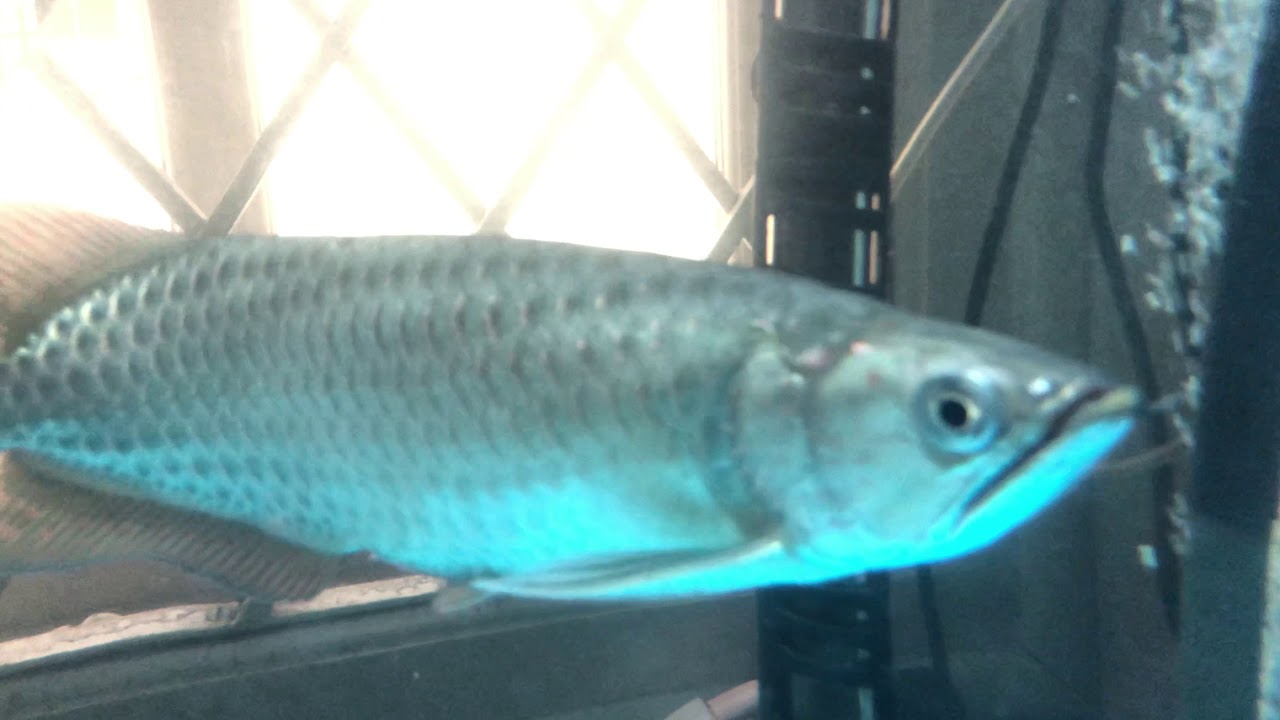 Arrawana fish in Bangalore part 5 - YouTube