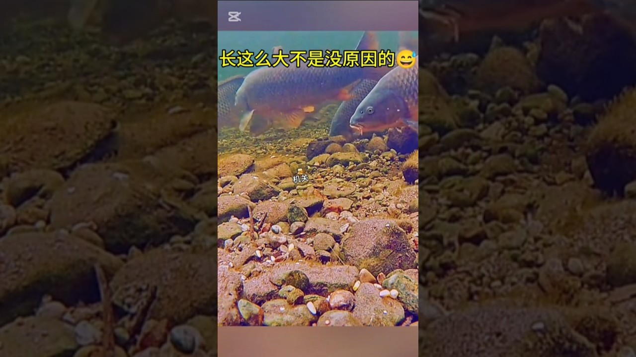 Now you know why it is difficult to catch big fish.#fishing # ...