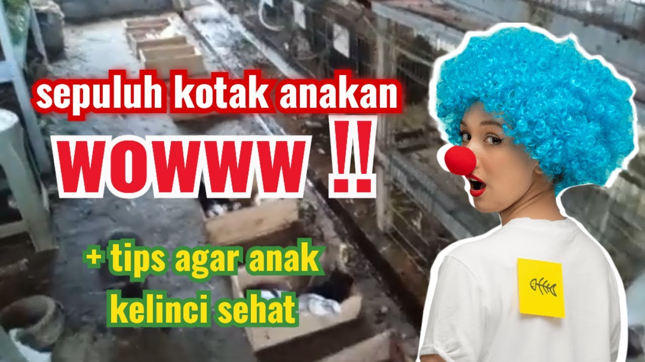 KONDISI ANAKAN TERBARU ADA SEPULUH KOTAK ANAKAN KELINCI - YouTube