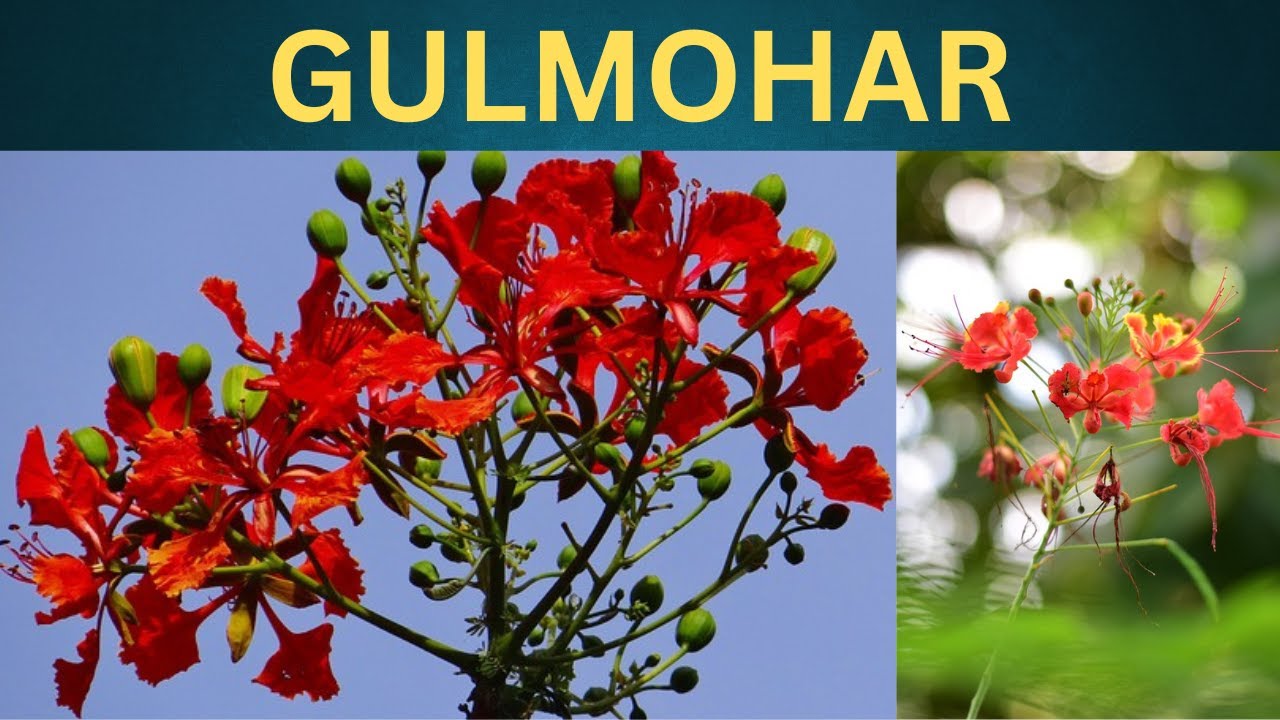 Gulmohar Flower | Gulmohar Phool | All About Gulmohar Flower | गुलमोहर ...