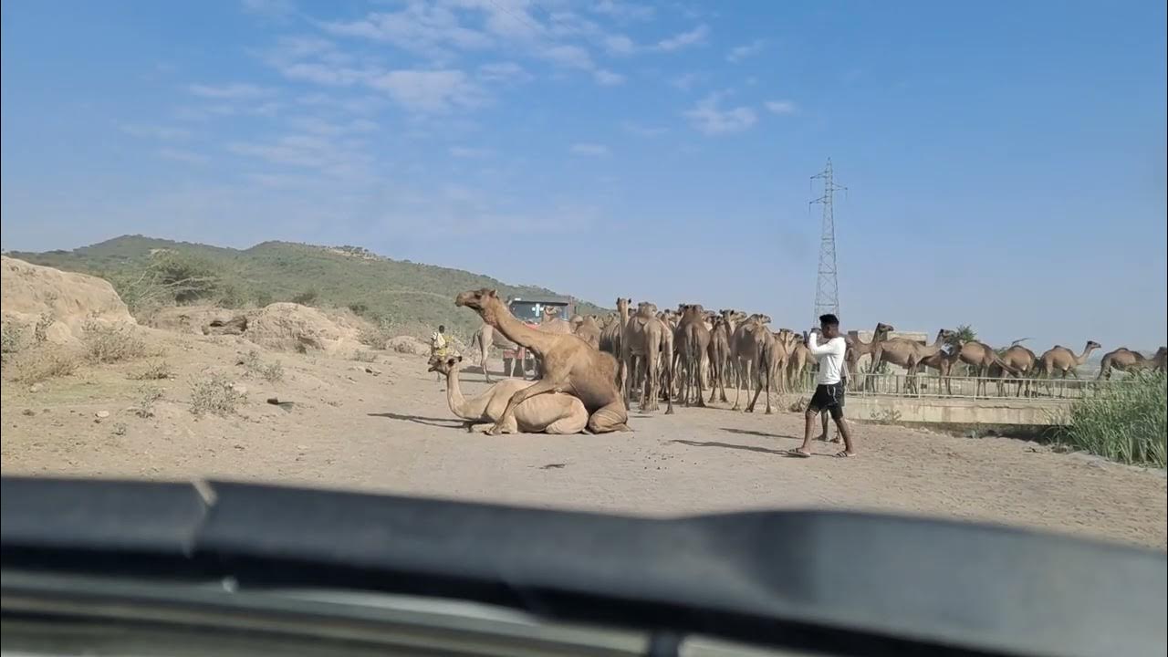 Camels Having Sex Blocking The Road Youtube
