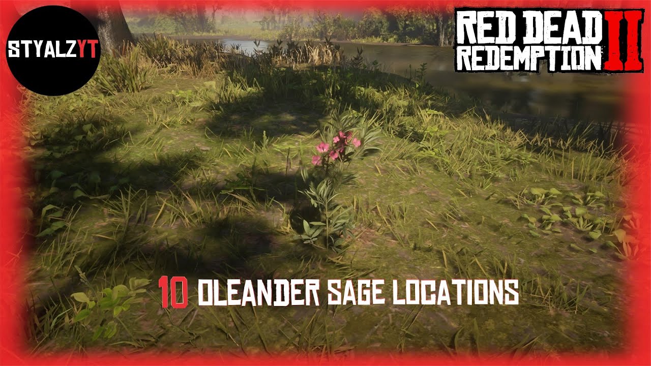 OLEANDER SAGE LOCATIONS RDR2 ONLINE **DAILY CHALLENGE** - YouTube
