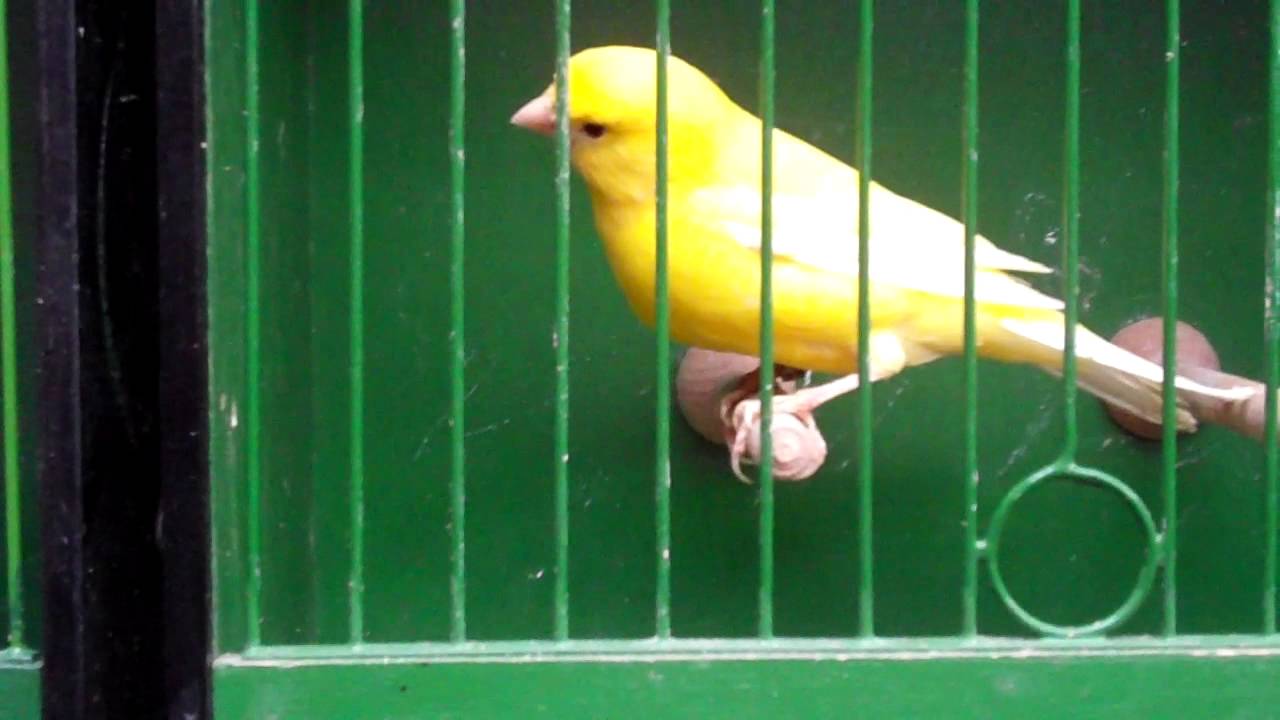 intensive yellow canaries - YouTube