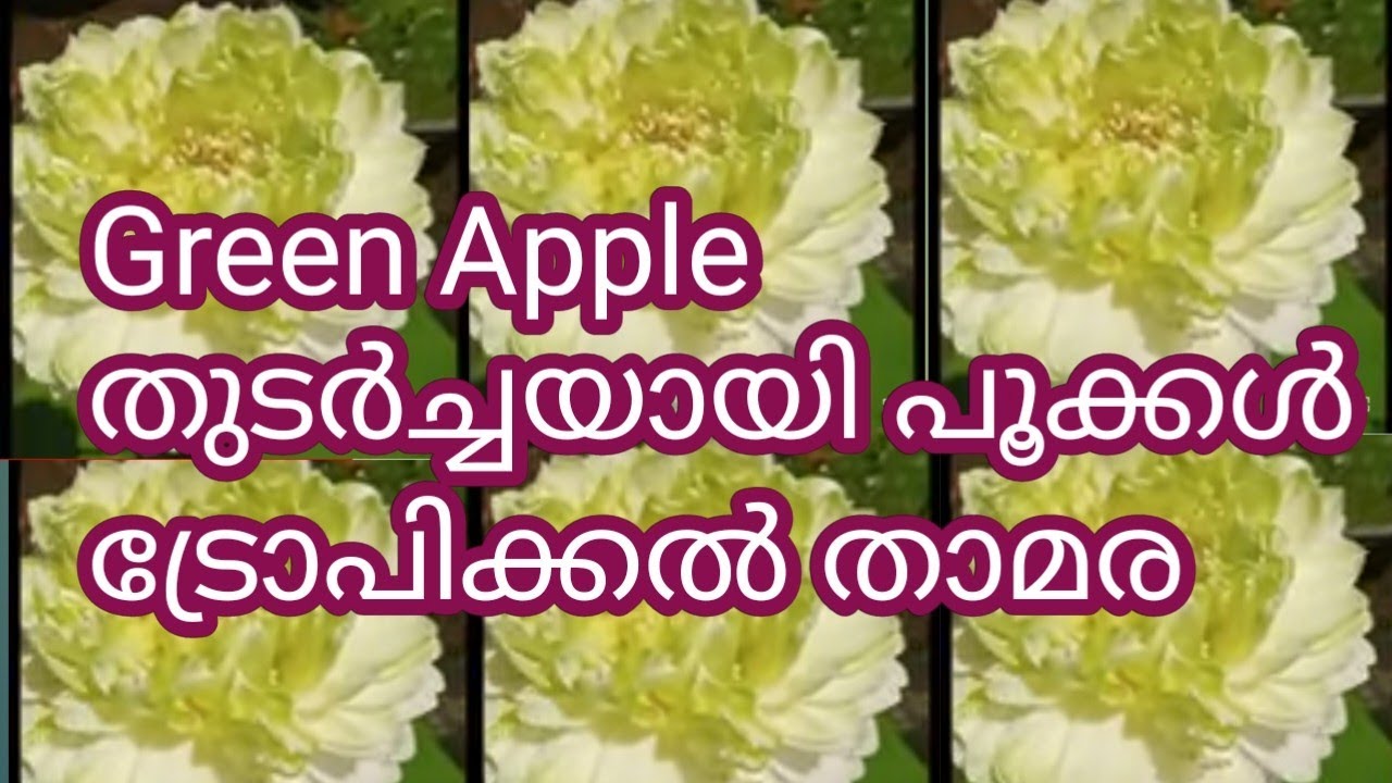 Green Apple lotus/തുടർച്ചയായി പൂക്കൾ കിട്ടുന്ന വെറൈറ്റി - YouTube