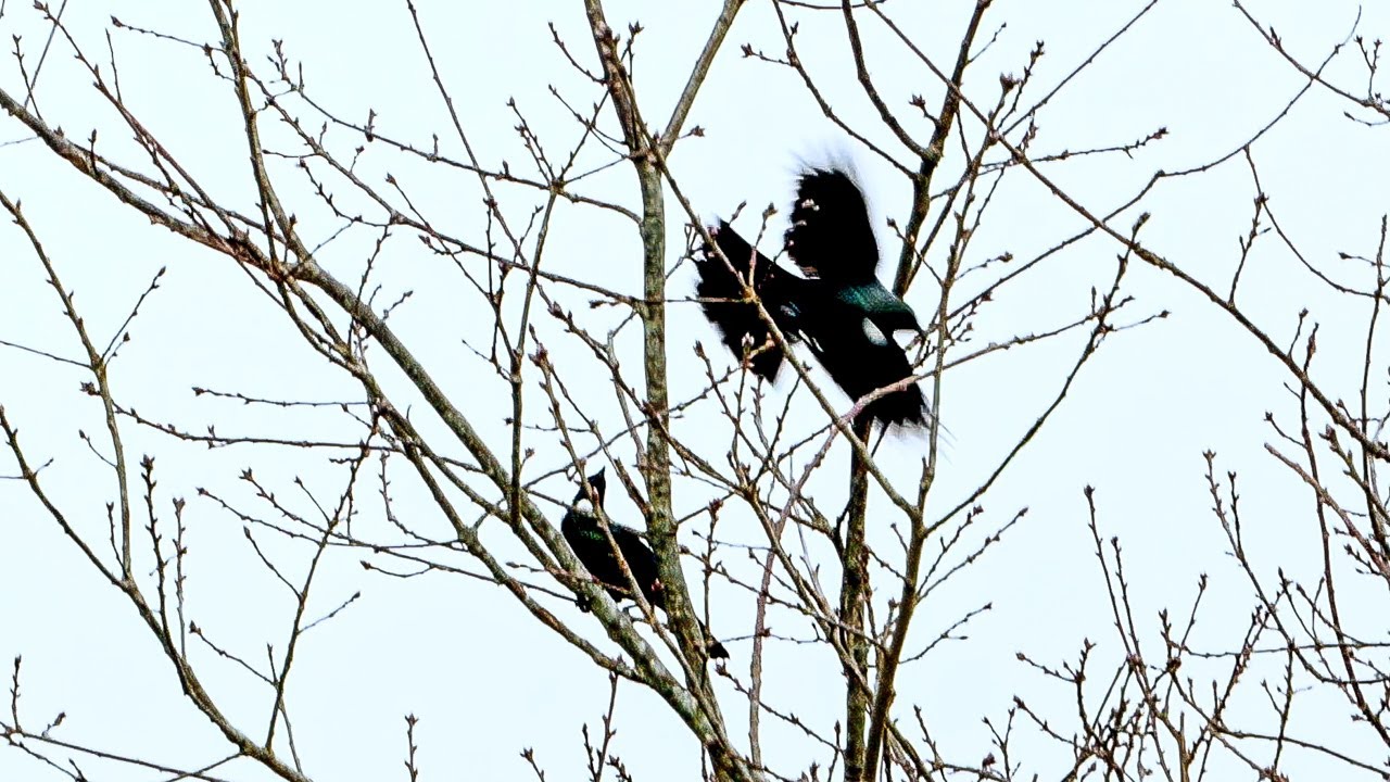 Tui Song and Flight in Early Spring - New Zealand Native Birds #4k #uhd ...