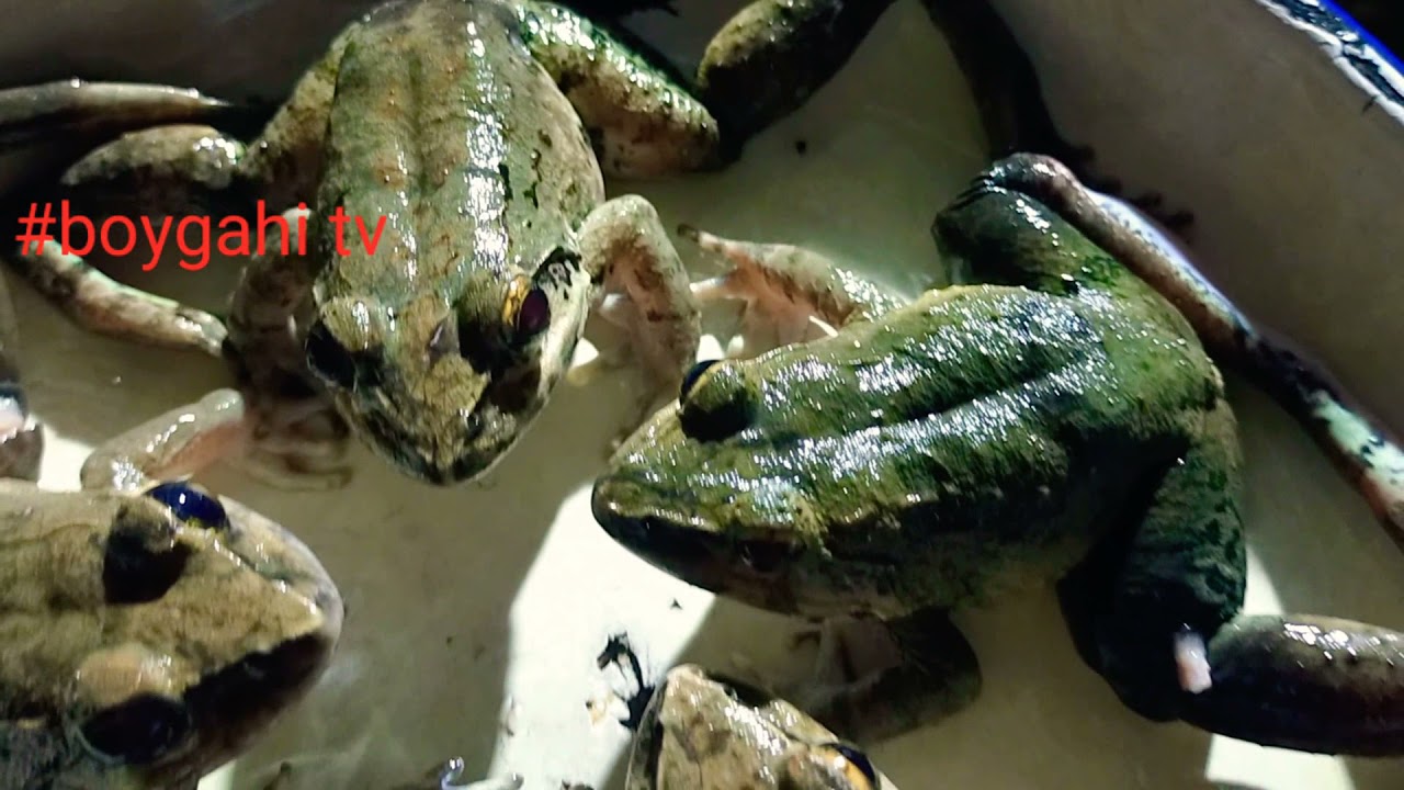 #SHORTS +FROG FORMATION - YouTube