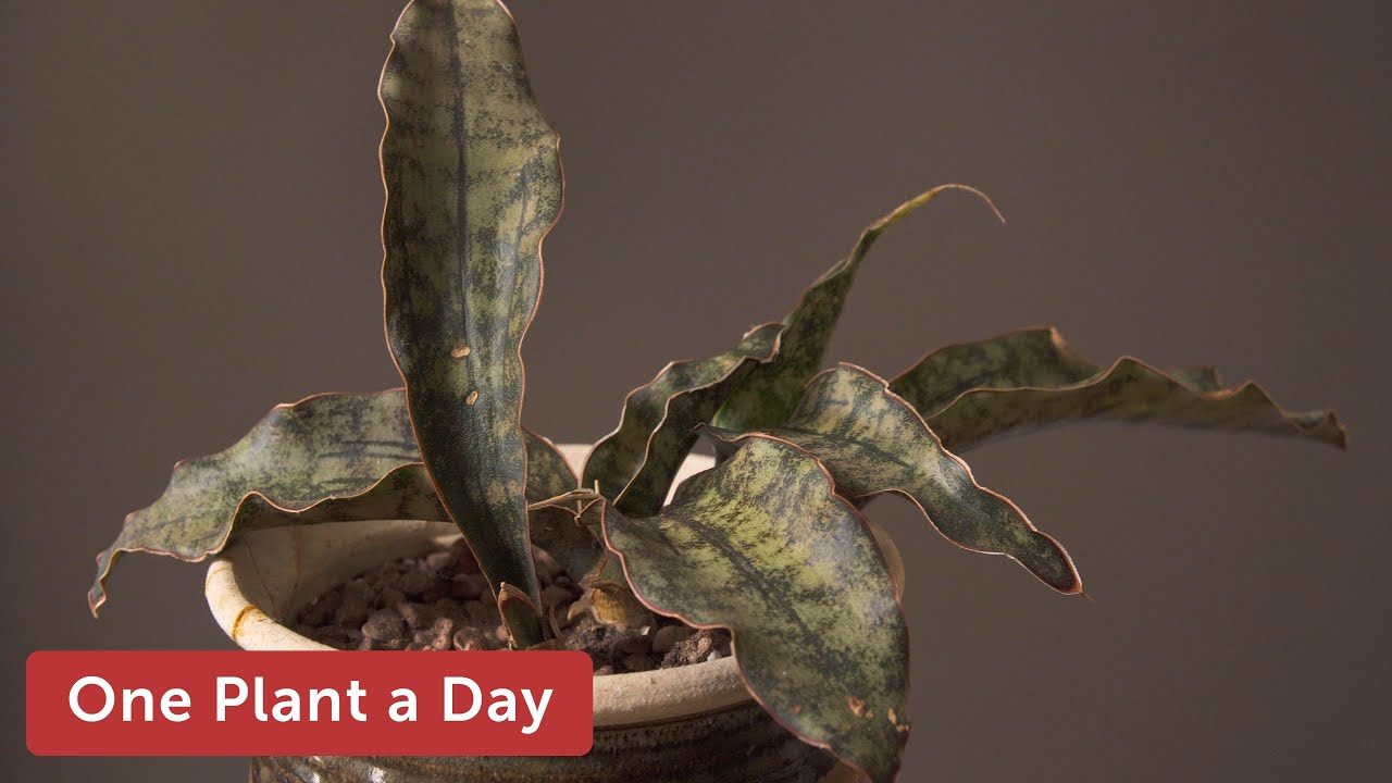 Dracaena pethera (Sansevieria kirkii 'Coppertone') Houseplant Care ...