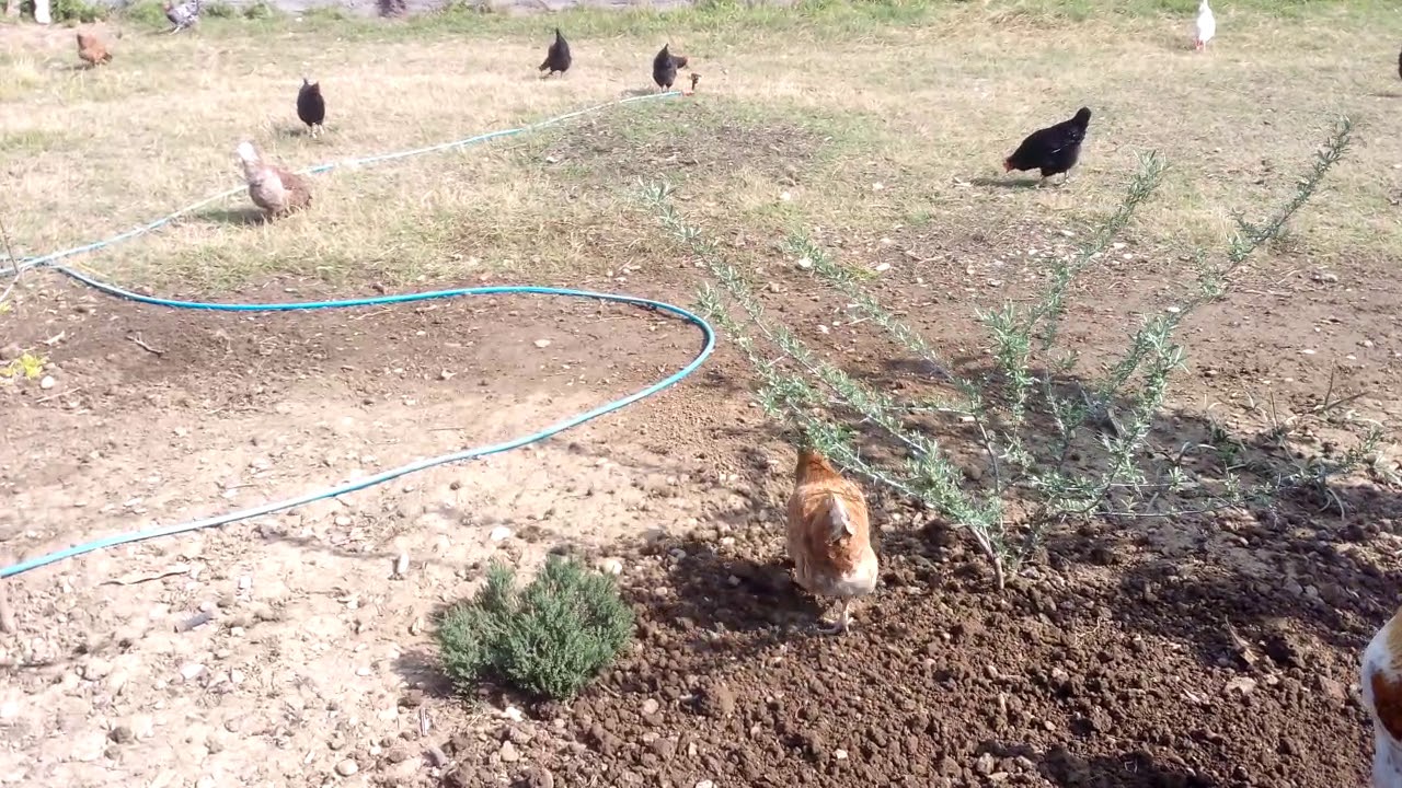 Ελληνικές ντοπιες κοτες και πετιναρια.Greek hen and roosters - YouTube