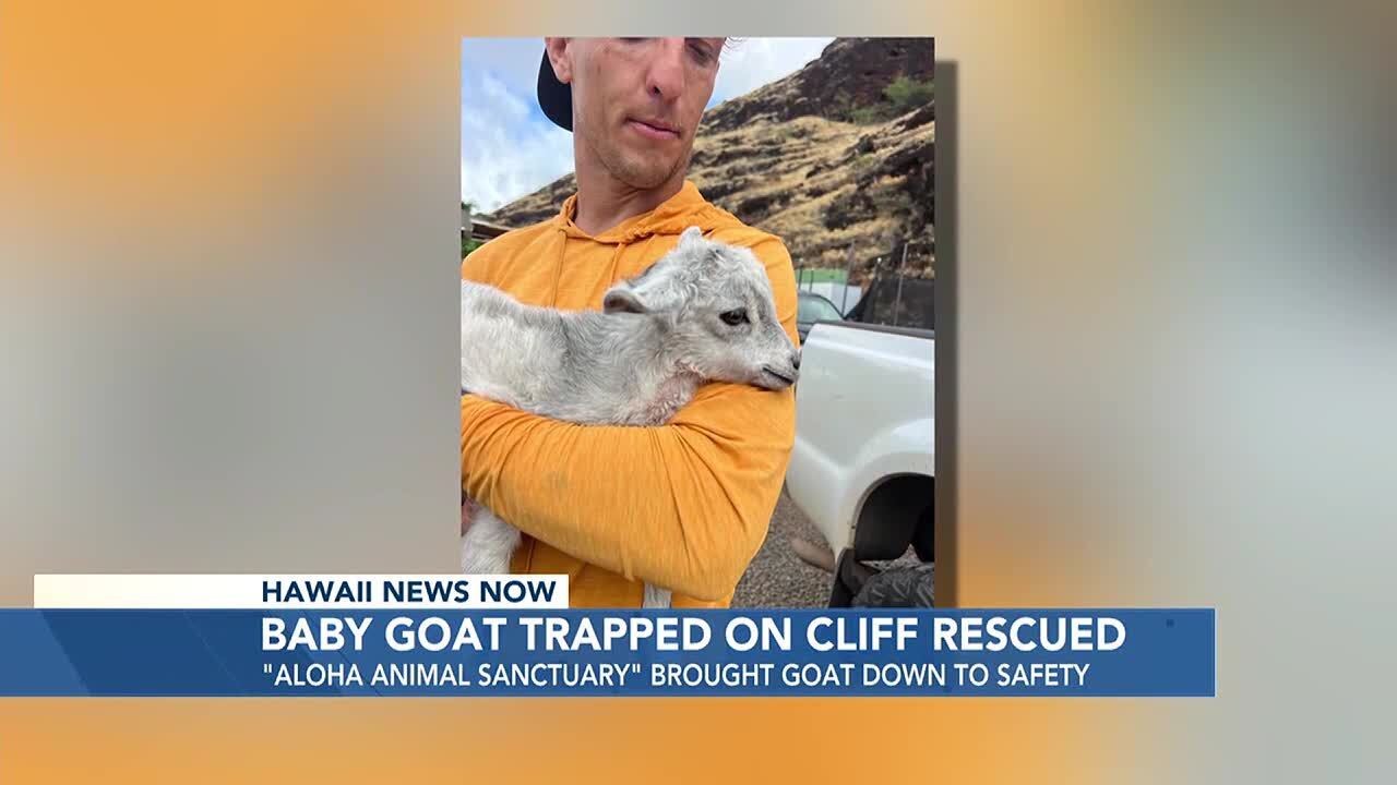 Baby goat trapped on cliff rescued - YouTube