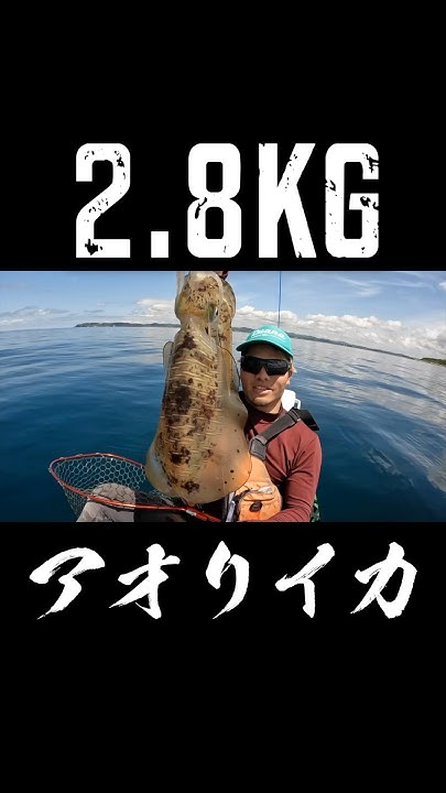 初エギングにて2.8kg#エギング #イカ#アオリイカ #shorts - YouTube