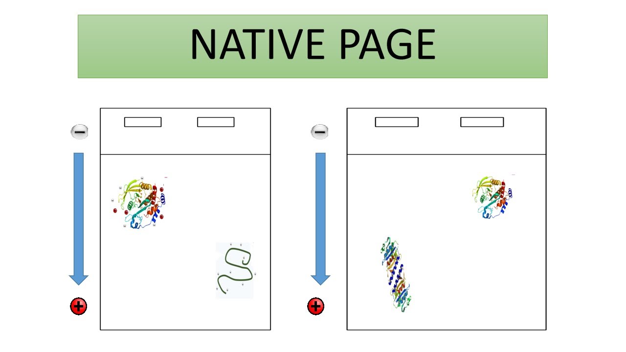 Clear Native PAGE (CN-PAGE) -Native PAGE (مترجم للعربية) | protein gel ...