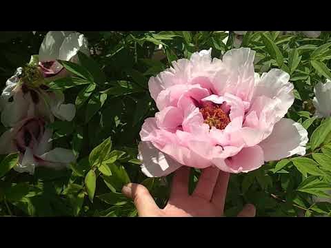 Пионы, ранние сорта . Цветы для души. - YouTube