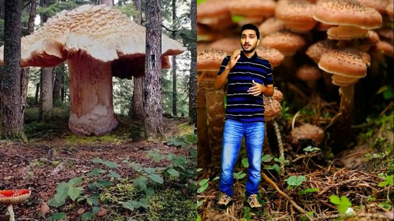Biggest Living Thing On Earth