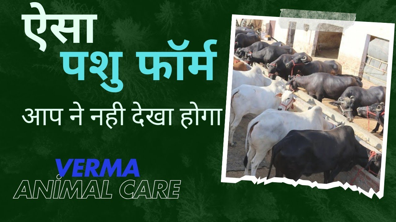 ऐसा पशु फार्म कभी देखा नहीं होगा | FMDvaccination | verma animal care ...