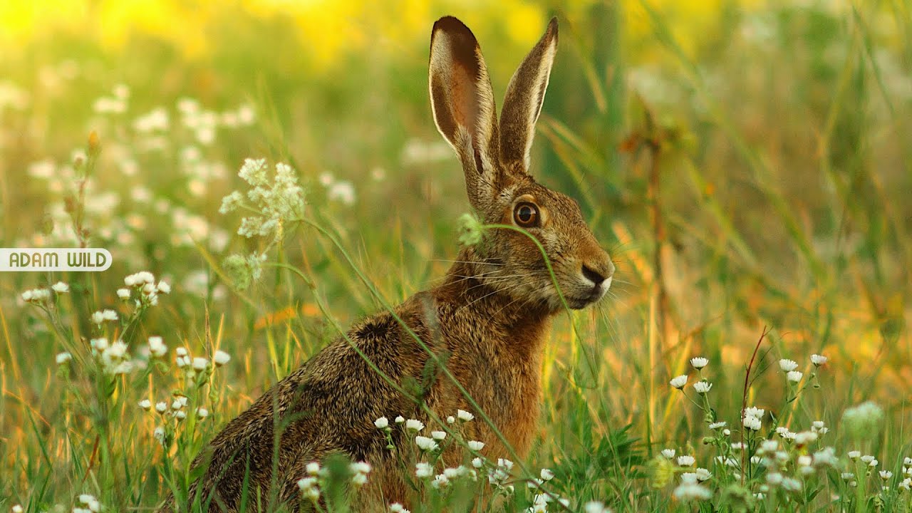 Closeup Of A Beautiful Wild Hare - YouTube