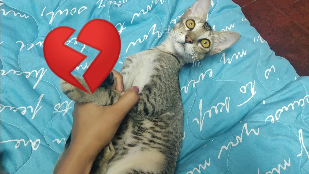 My cat🐈 is dealing with heartbreak 💔 - YouTube